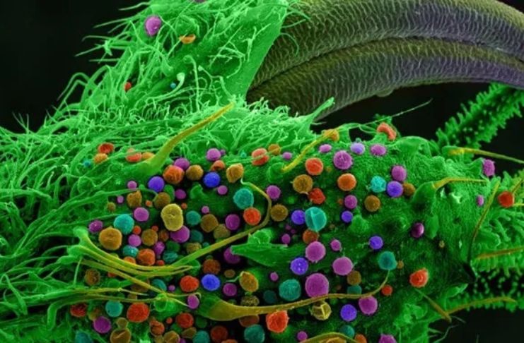 21 fotos incríveis tiradas com microscópio • Top Melhores