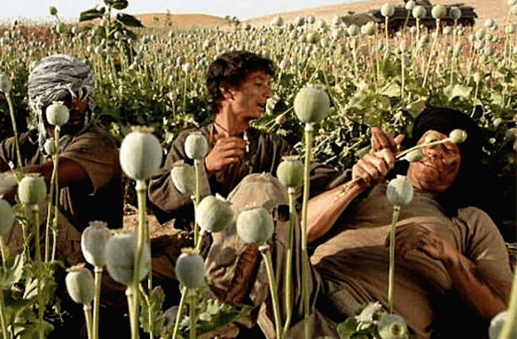 Entenda a história do ópio e como a planta causou guerras entre ...