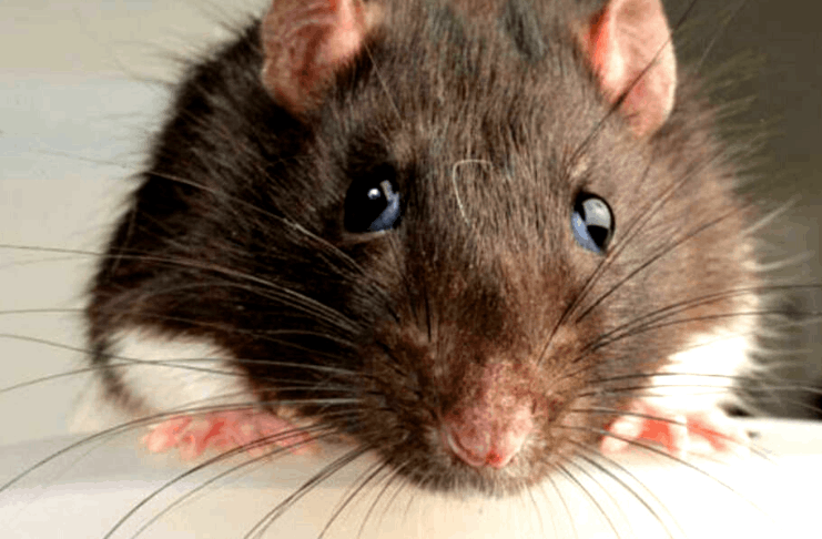 Veja essas curiosidades impressionantes sobre os ratos • Top Melhores